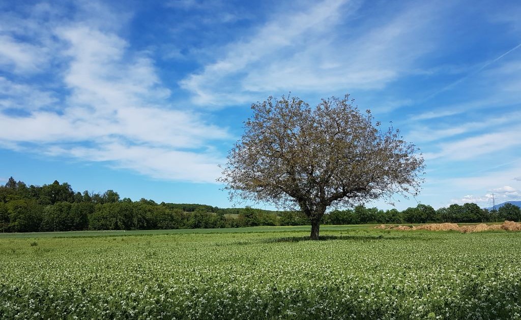 Accueil • Genève Rando