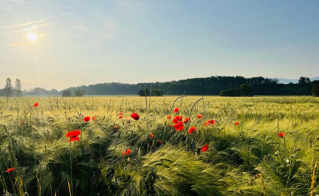 Comité • Genève Rando