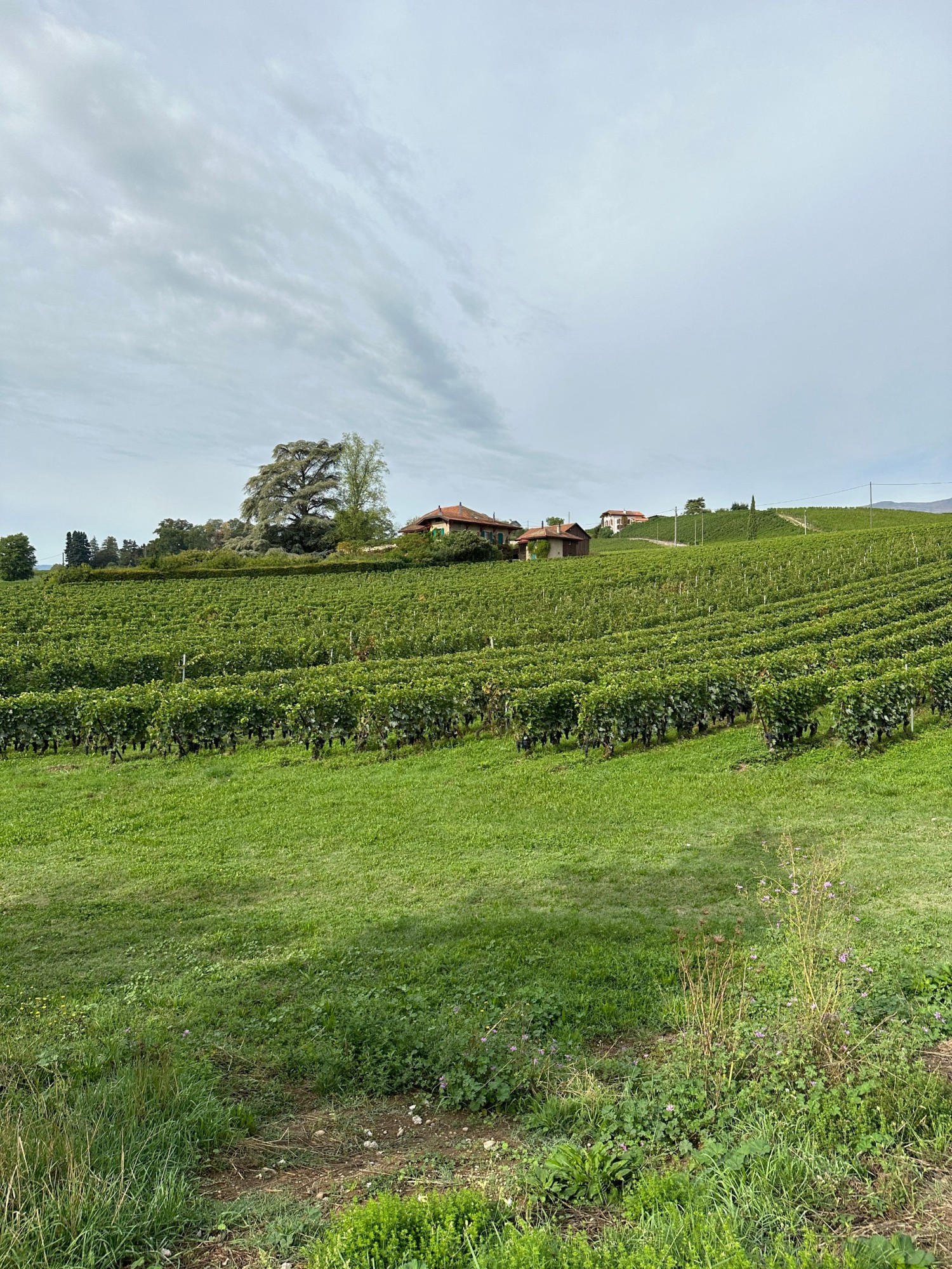 Accueil • Genève Rando